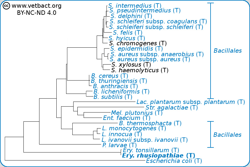 Erysipelothrix rhusiopathiae