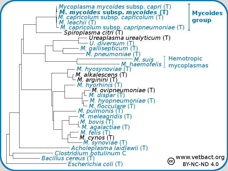 Mycoplasma mycoides subsp. mycoides
