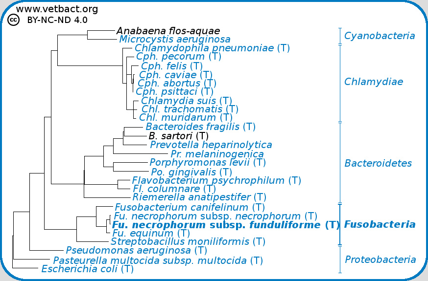 Fusobacterium necrophorum subsp. funduliforme