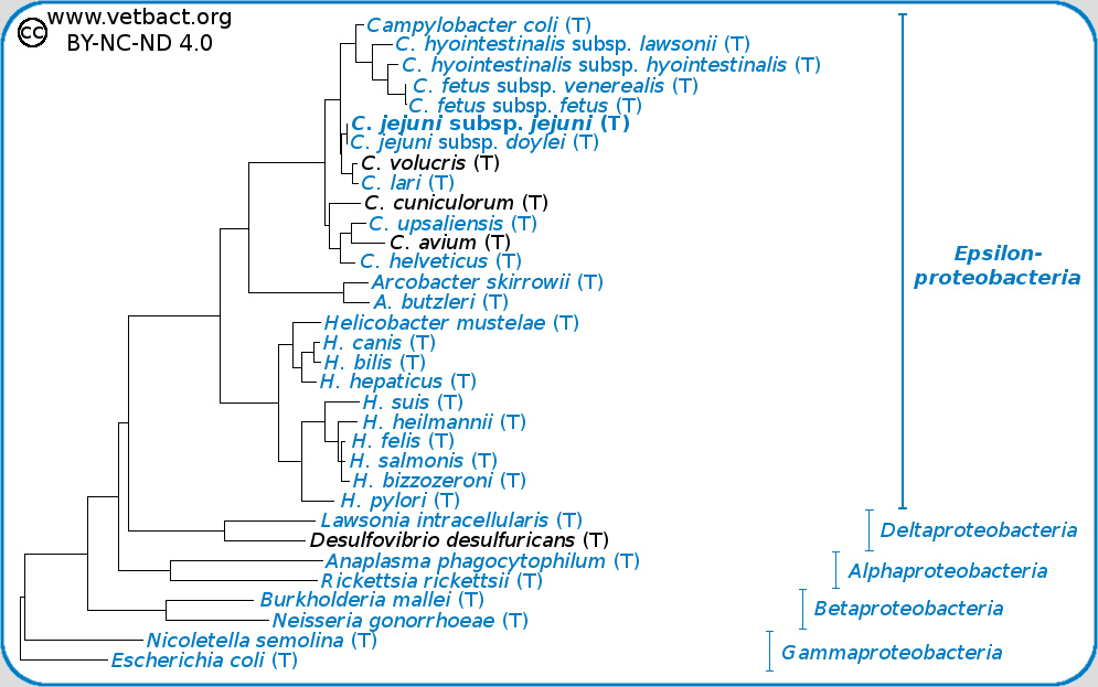 Campylobacter jejuni subsp. jejuni