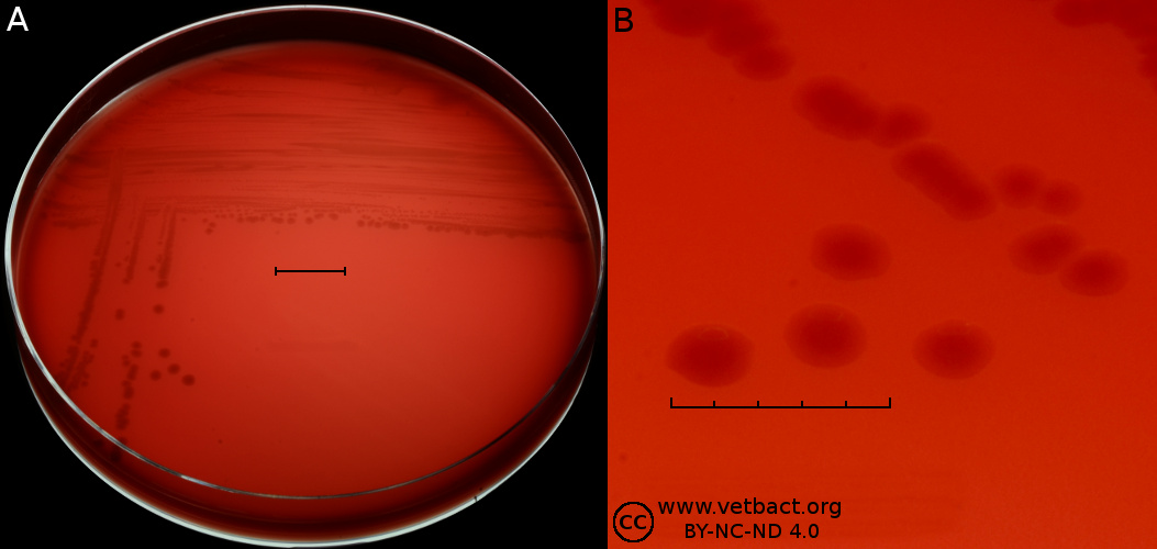 Campylobacter coli