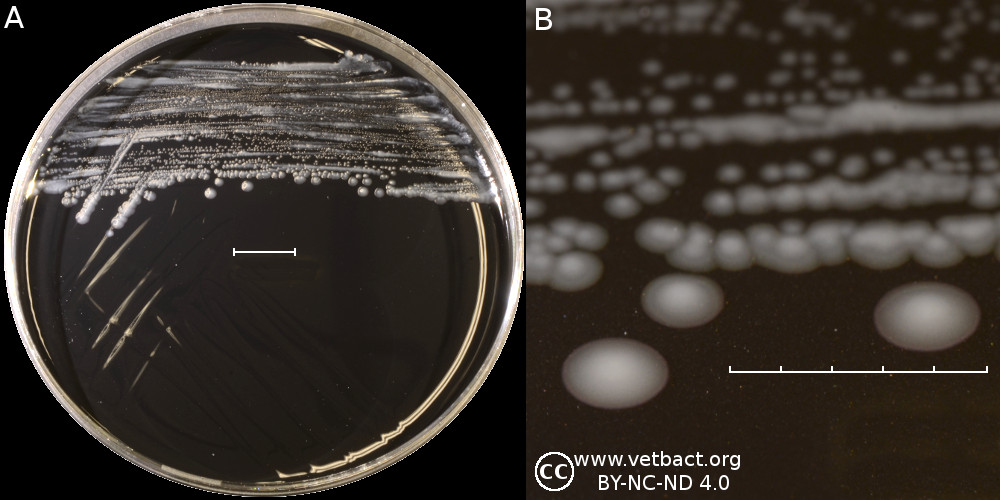 Campylobacter coli