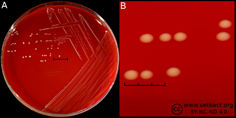 Fusobacterium necrophorum subsp. necrophorum