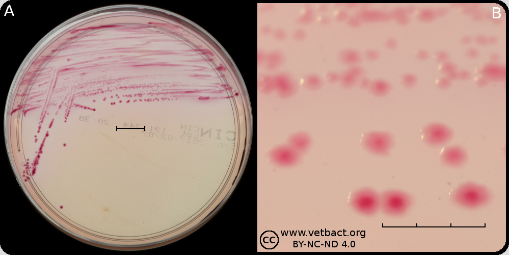 Yersinia enterocolitica subsp. enterocolitica
