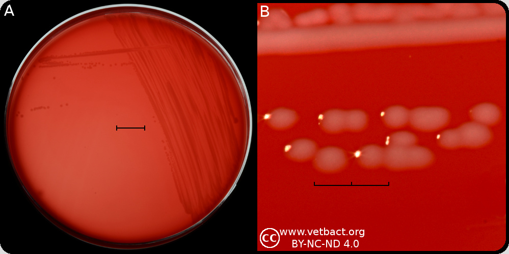 Yersinia enterocolitica subsp. enterocolitica