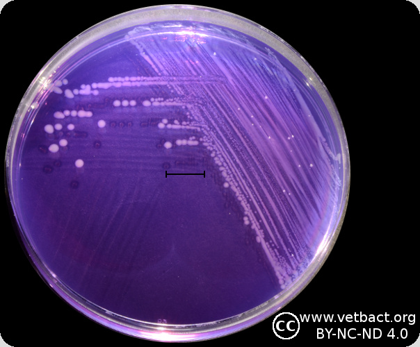 Plesiomonas shigelloides