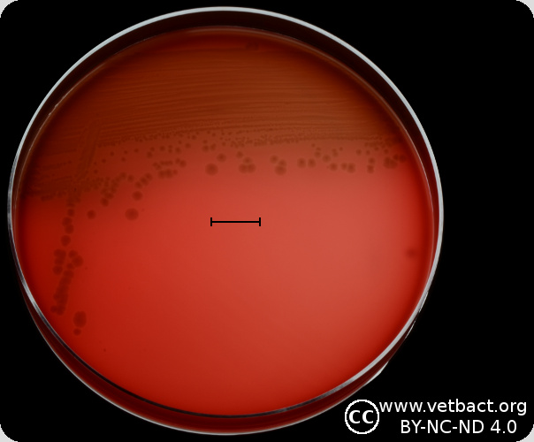Plesiomonas shigelloides