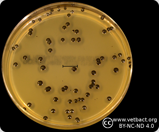 Staphylococcus aureus subsp. aureus