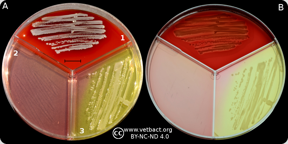 Staphylococcus aureus subsp. aureus