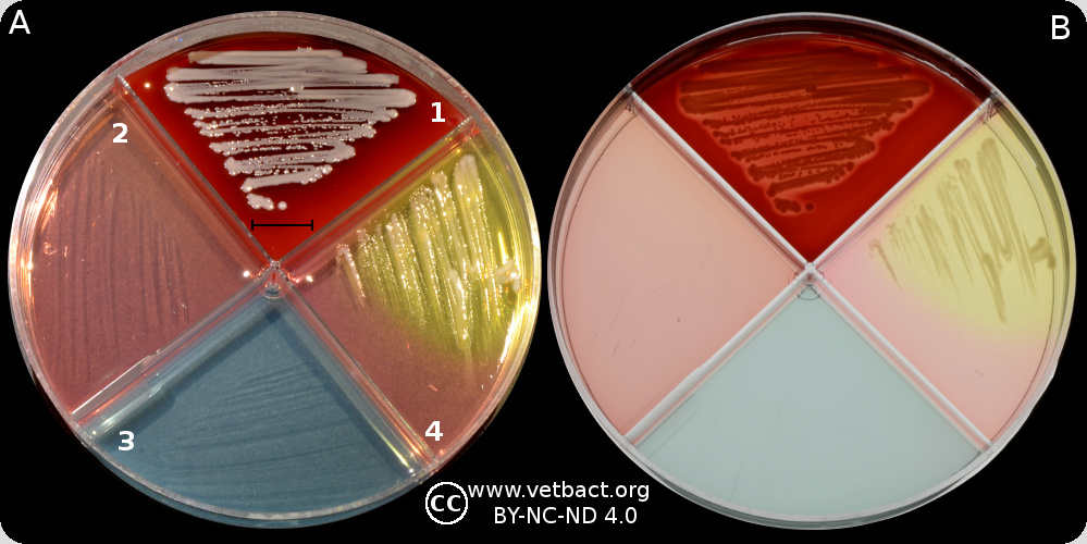 Staphylococcus aureus subsp. aureus