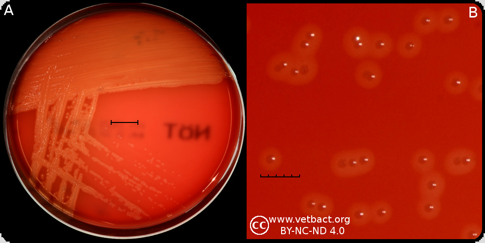 Trueperella pyogenes