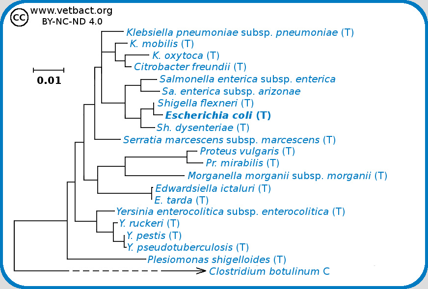 Escherichia coli