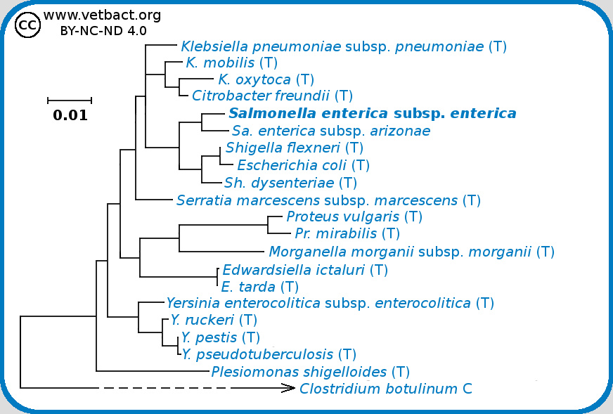 Salmonella enterica subsp. enterica