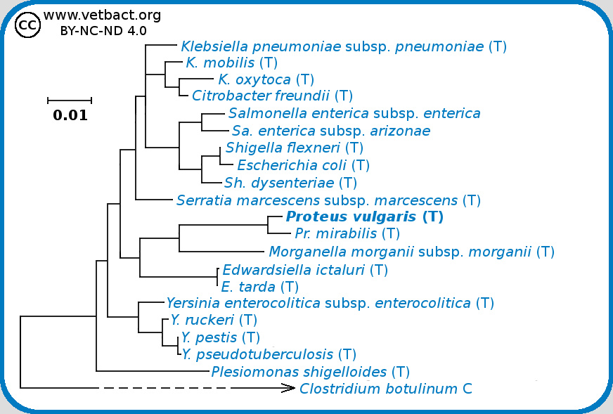 Proteus vulgaris