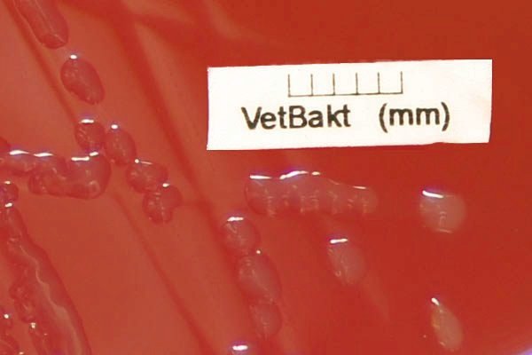 Campylobacter jejuni subsp. jejuni