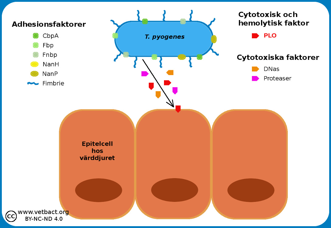Trueperella pyogenes, virulence factors