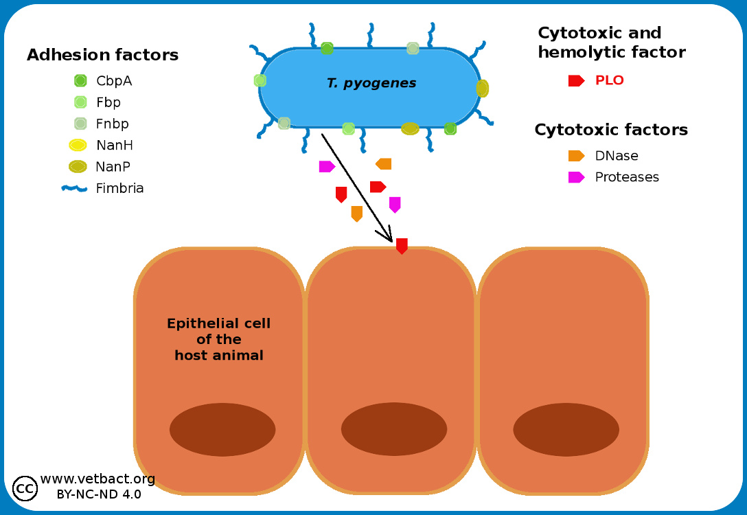 Trueperella pyogenes, virulence factors