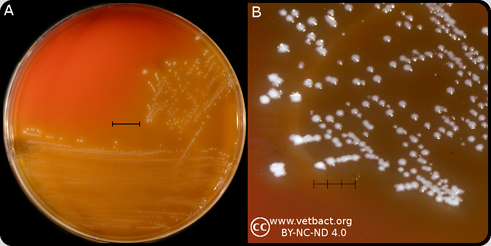 Enterococcus cecorum