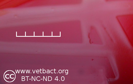 Clostridium chauvoei