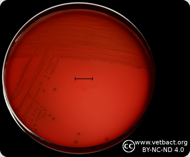 Enterococcus faecalis