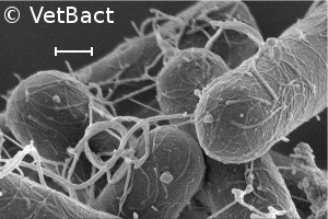 VetBact