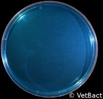 Modified Semisolid Rappaport Vassiliadis (MSRV) agar